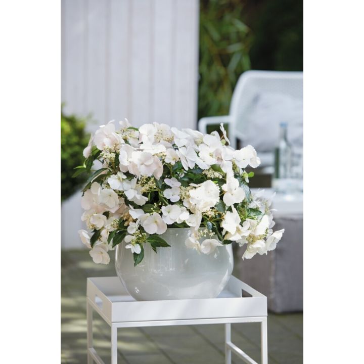 Hortensia Runaway Bride hvid Ø23,5 cm potte | BAUHAUS