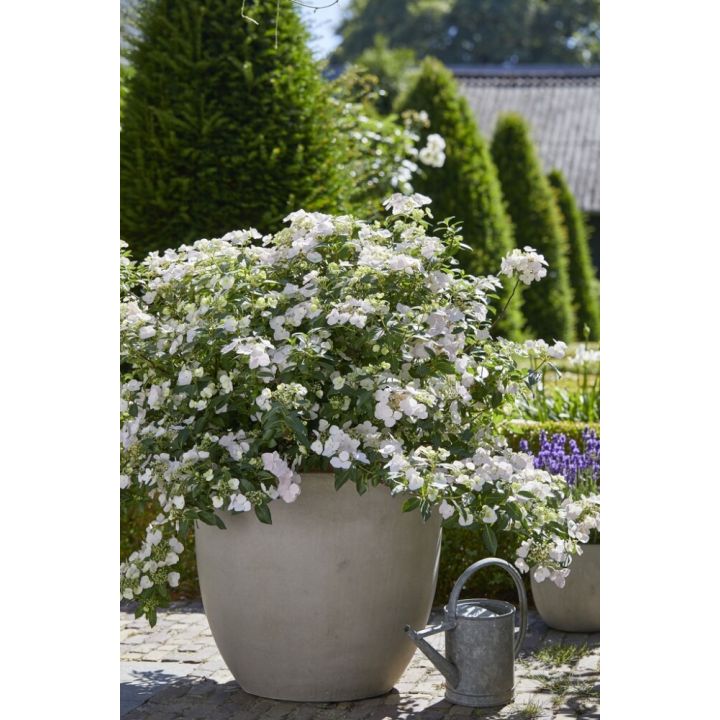 Hortensia Runaway Bride hvid Ø23,5 cm potte | BAUHAUS