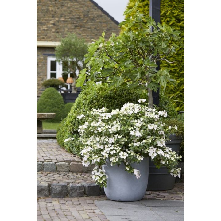 Hortensia Runaway Bride hvid Ø23,5 cm potte | BAUHAUS
