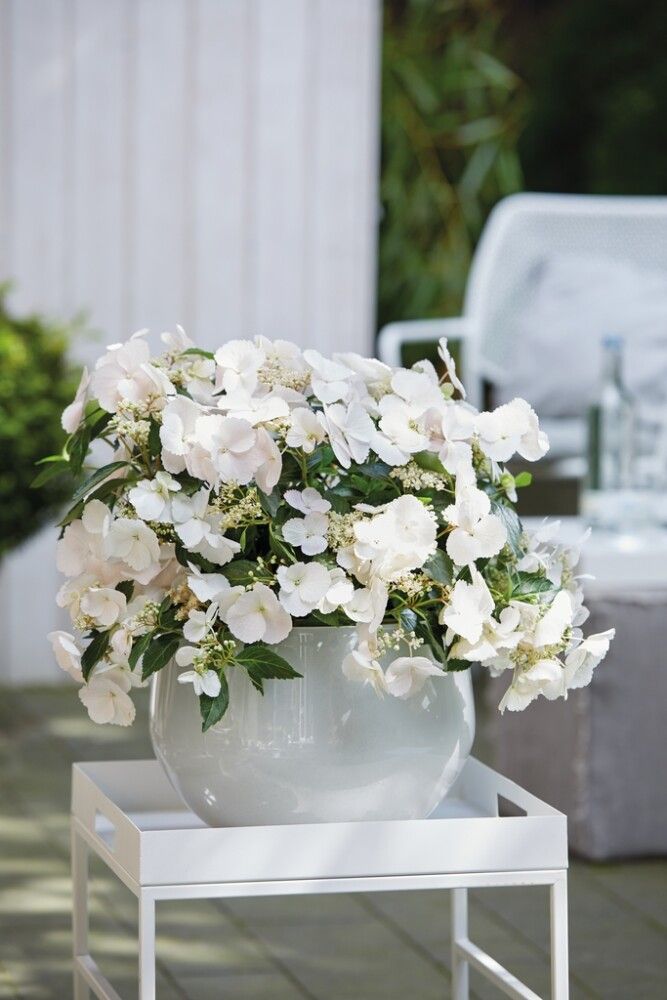 Hortensia Runaway Bride hvid Ø23,5 cm potte | BAUHAUS