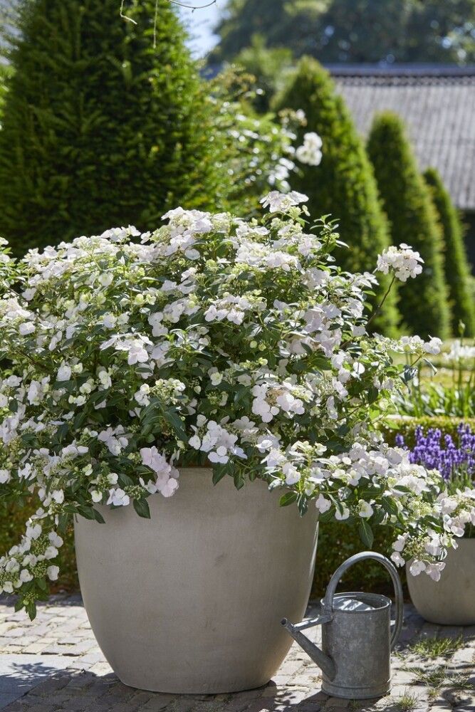 Hortensia Runaway Bride hvid Ø23,5 cm potte | BAUHAUS