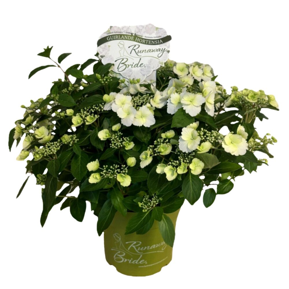 Hortensia Runaway Bride hvid Ø23,5 cm potte | BAUHAUS