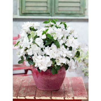 Hortensia Runaway Bride hvid Ø23,5 cm potte | BAUHAUS
